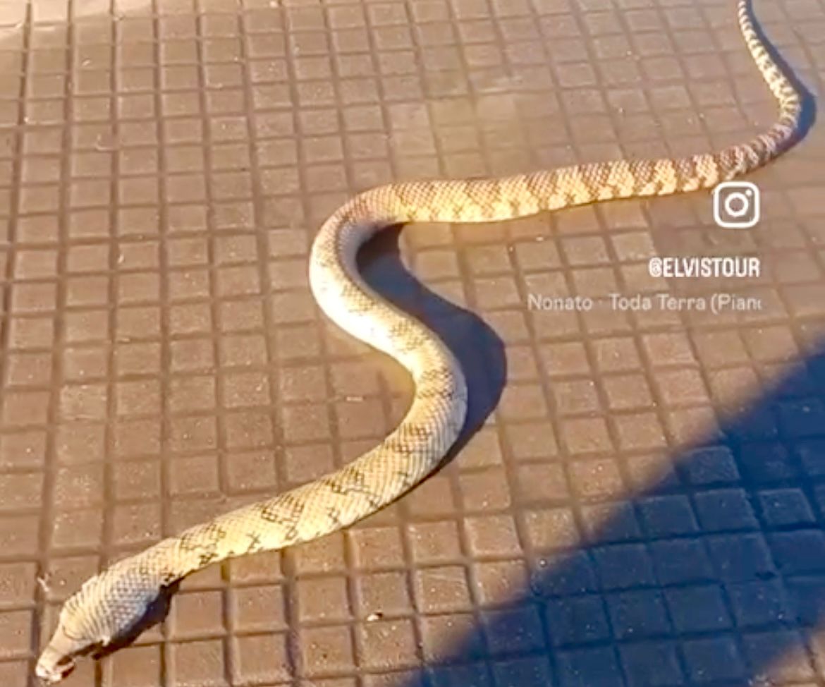 Orla dos bichos - Uruá-Tapera